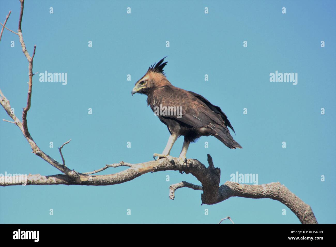 Middle east birds hi-res stock photography and images - Alamy