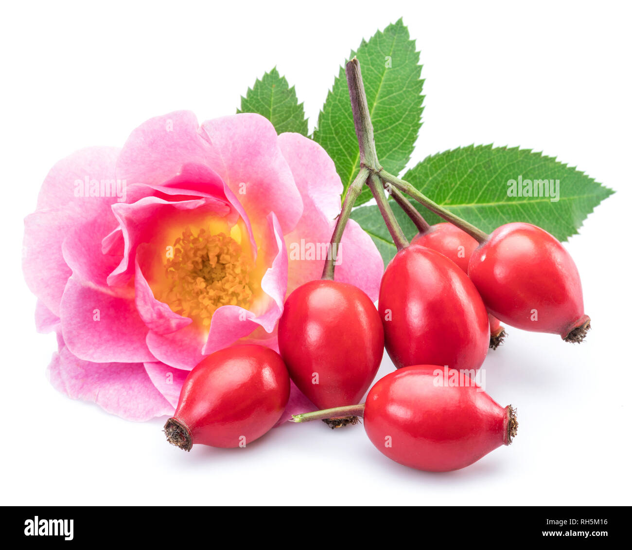 Rose-hips with rose hip flower isolated on a white background Stock ...