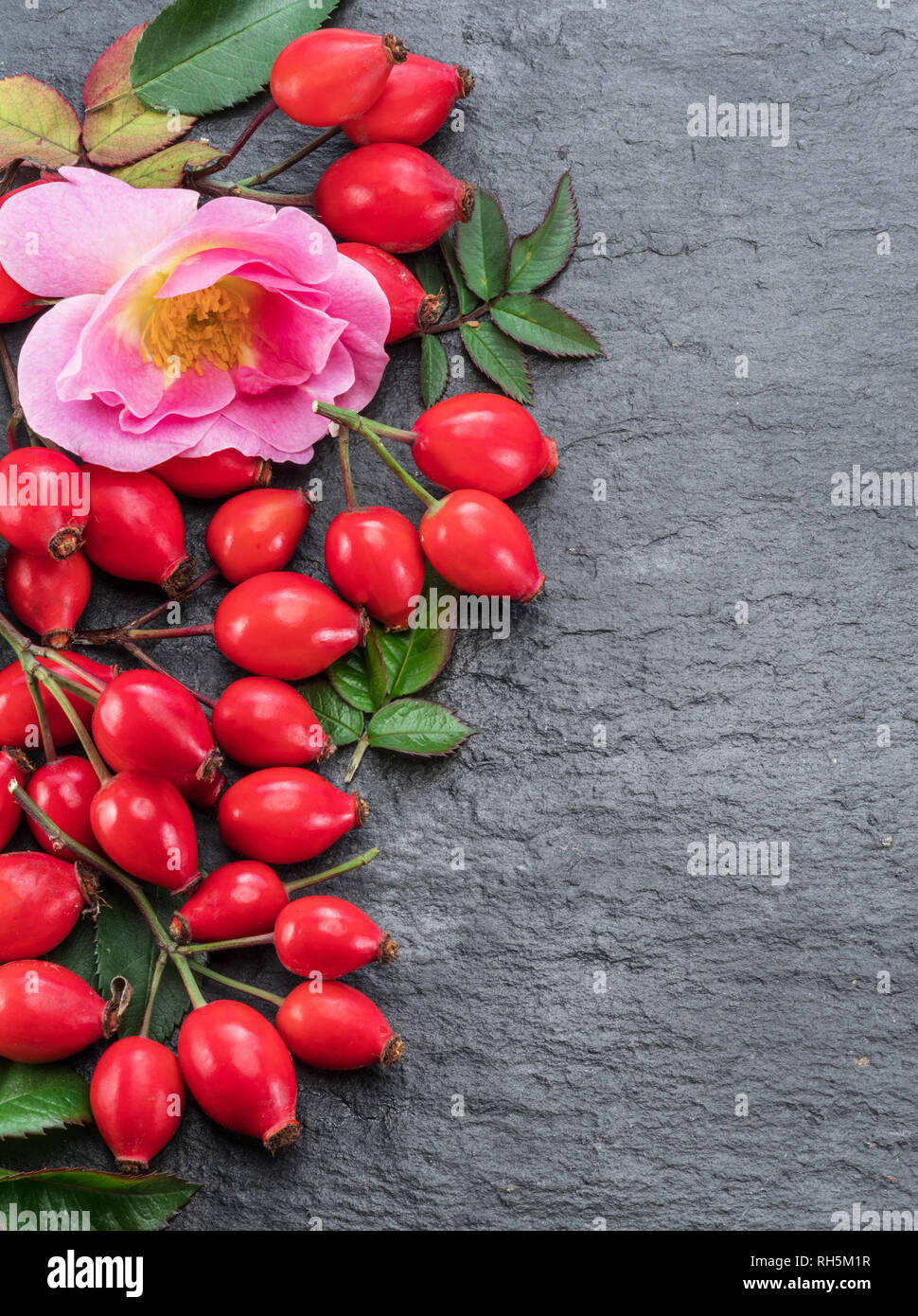 Rose hips on gray hi-res stock photography and images - Alamy
