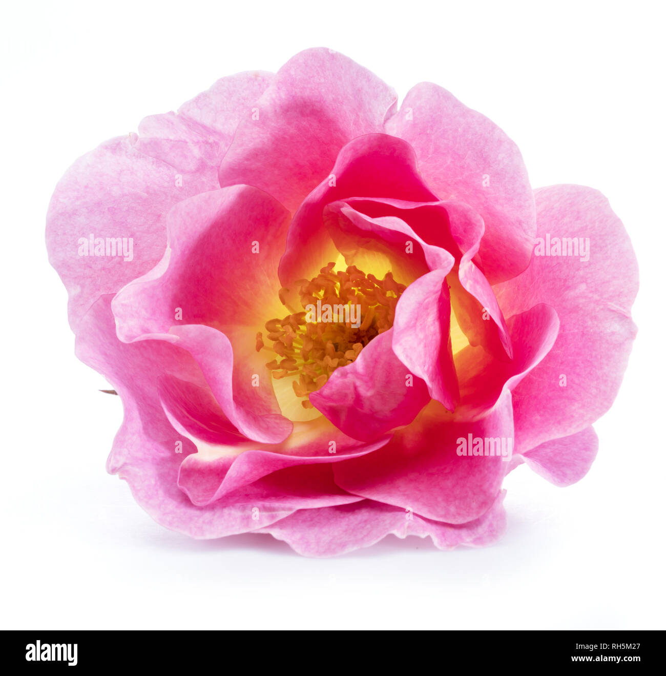 Beautiful red rose hips Cut Out Stock Images & Pictures - Alamy