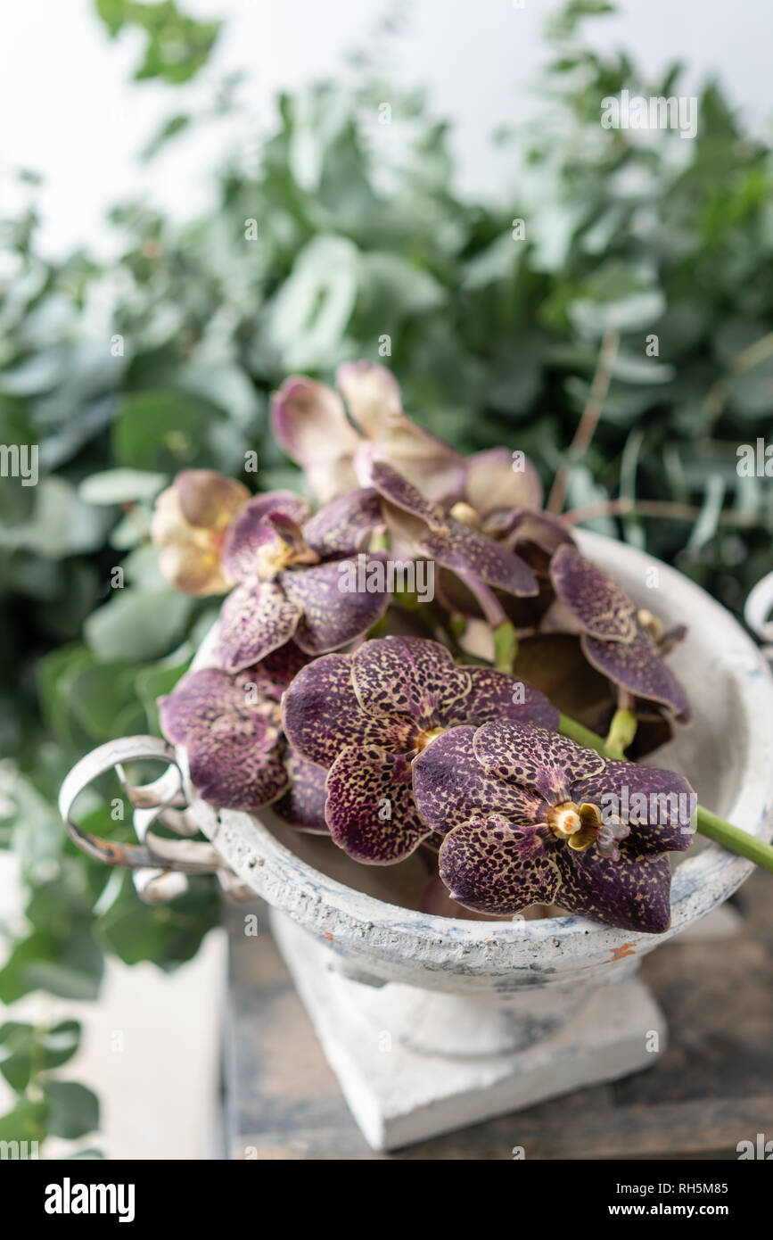 Japanese Wanda Orchid, dark purple. Bunch unusual in glass vase ...