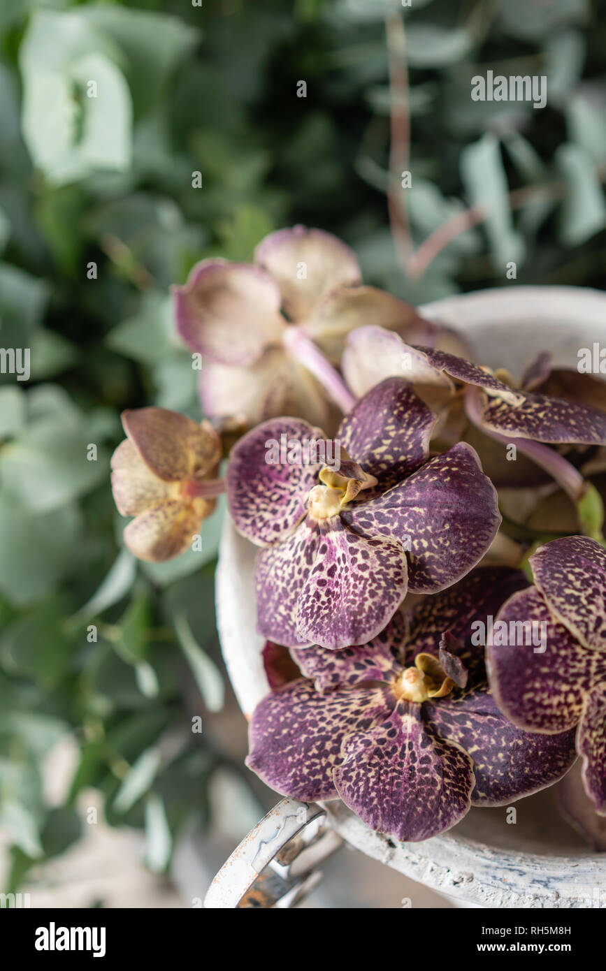 Japanese Wanda Orchid, dark purple. Bunch unusual in glass vase ...