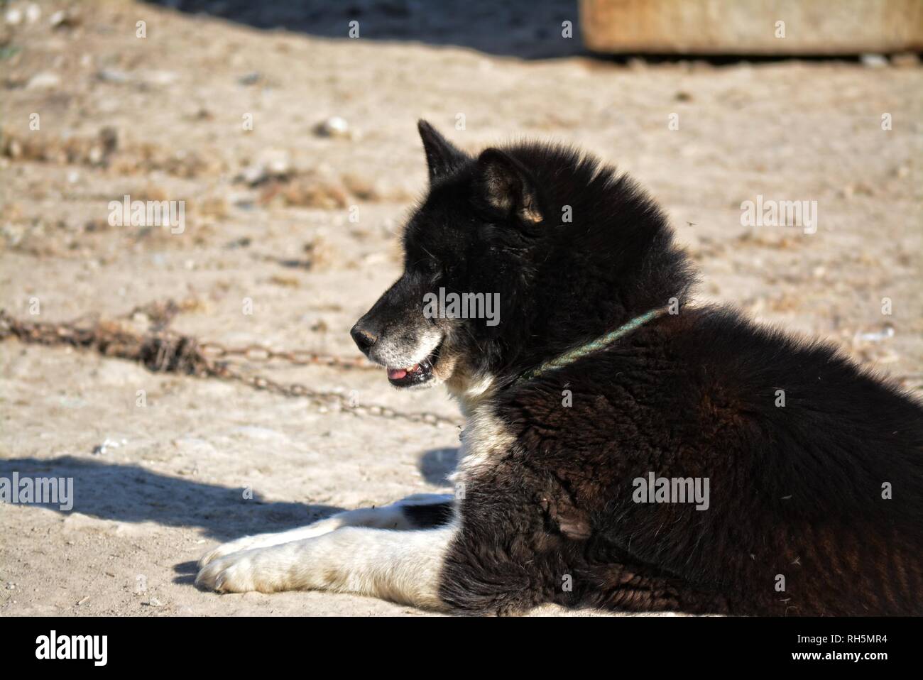 Ilulissat, Greenland - July, chained sled dog / husky are bored in ...