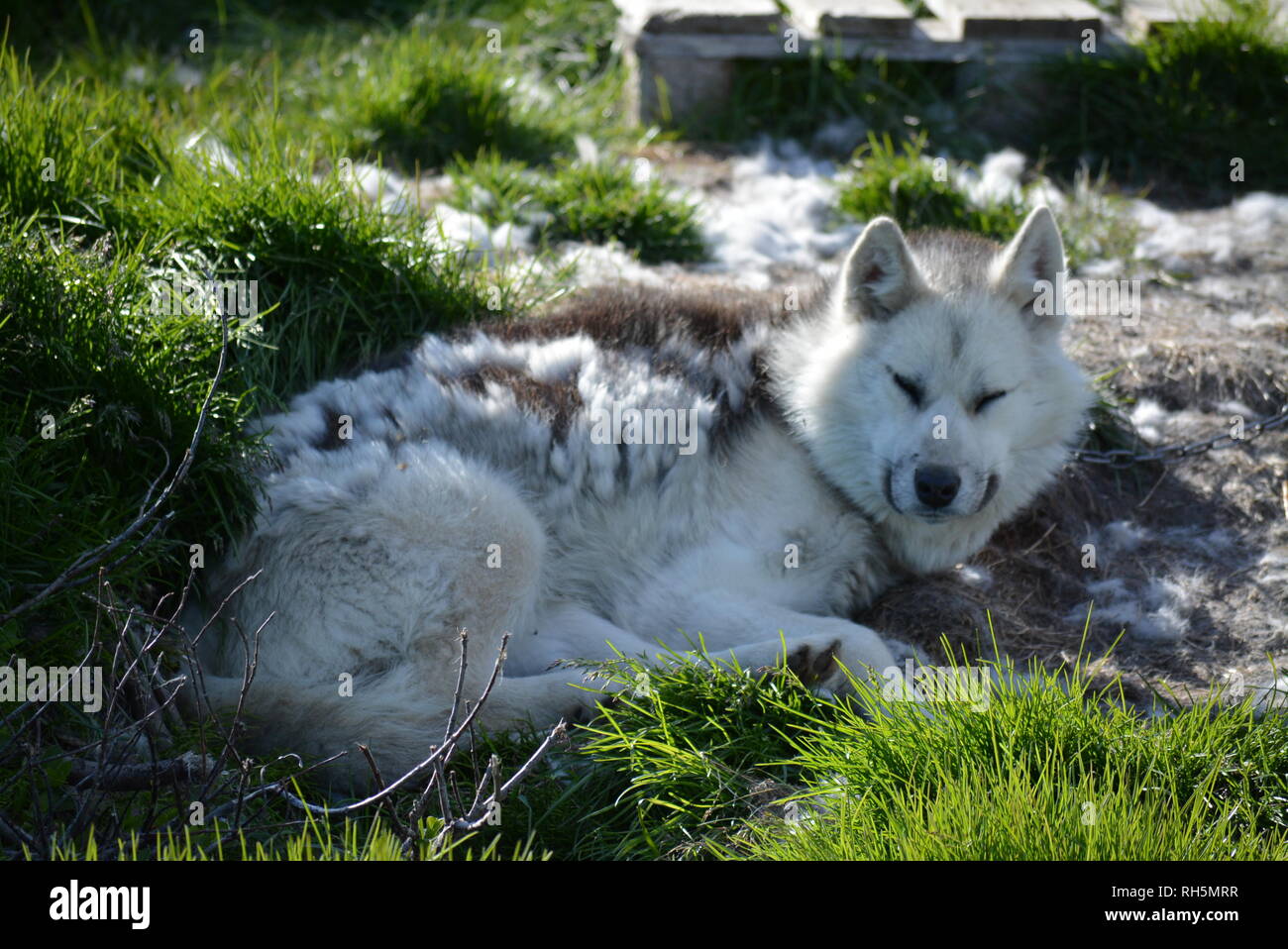 Ilulissat, Greenland - July, chained sled dog / husky are bored in ...