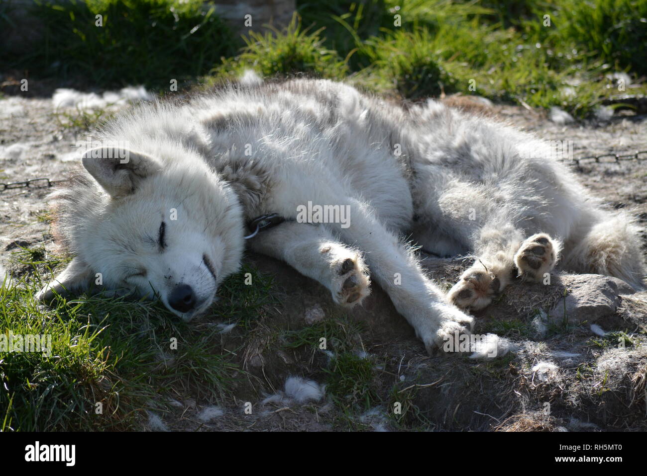 Ilulissat, Greenland - July, chained sled dog / husky are bored in ...