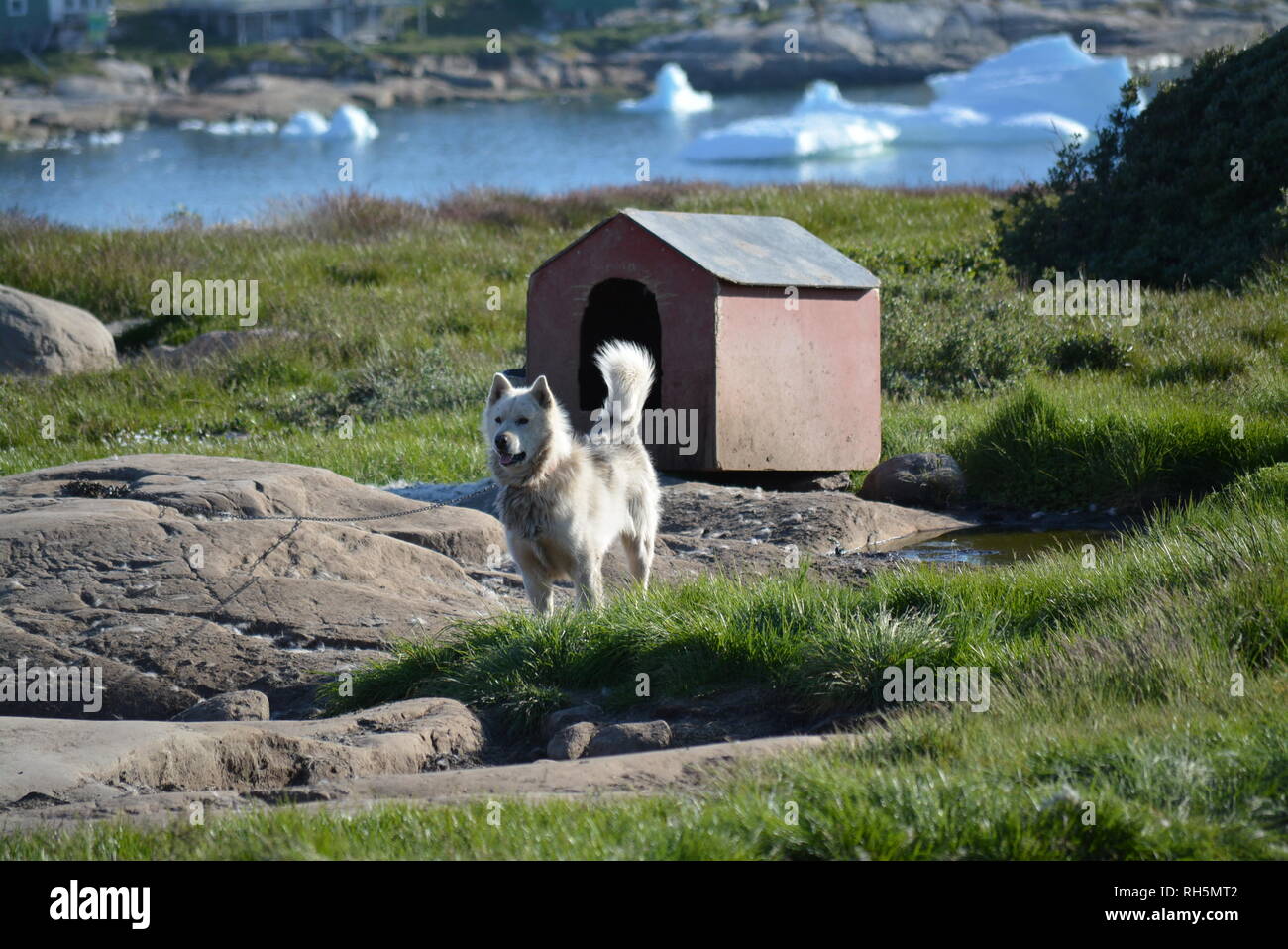 Ilulissat, Greenland - July, chained sled dog / husky are bored in ...