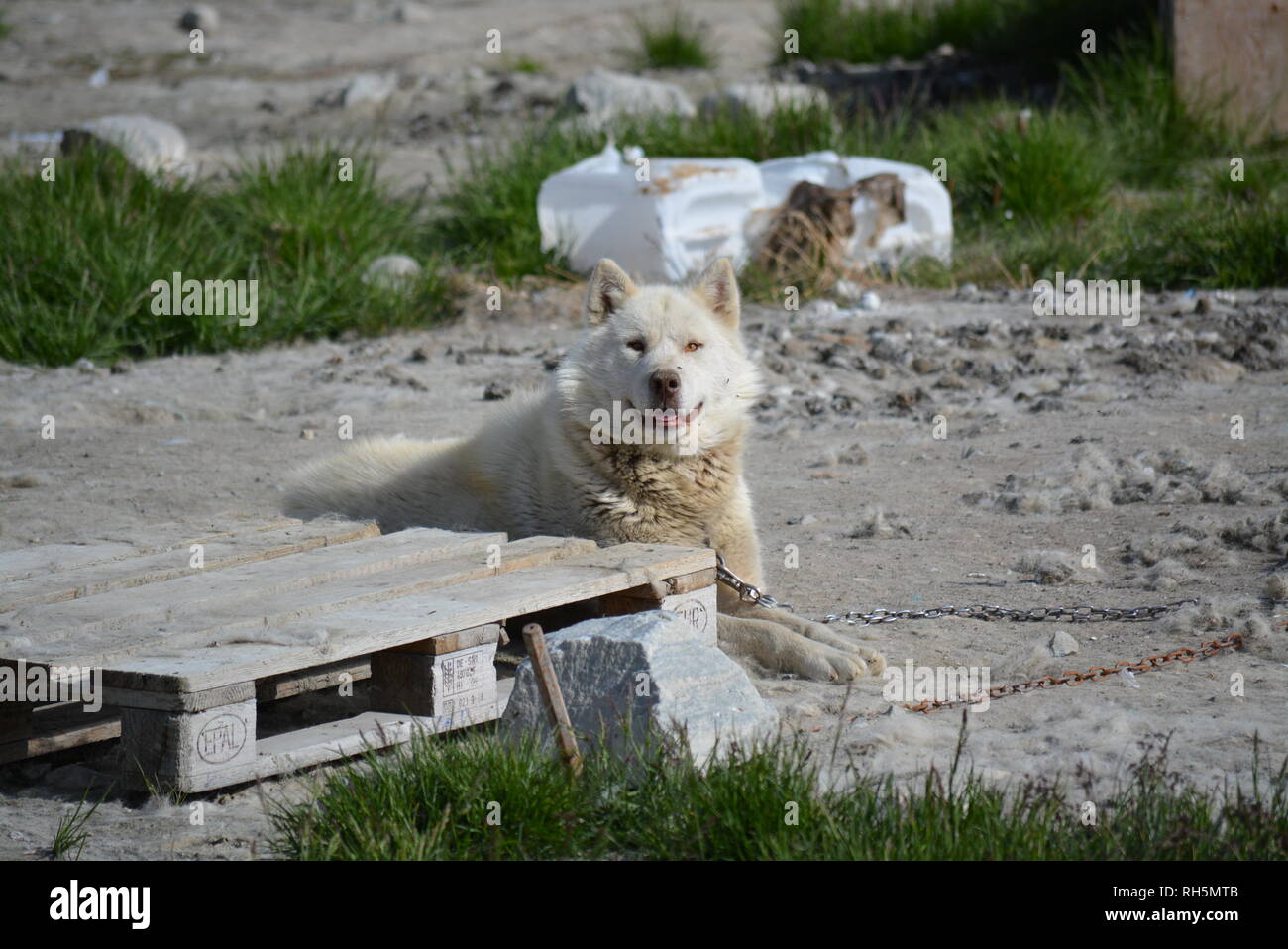 Ilulissat, Greenland - July, chained sled dog / husky are bored in ...