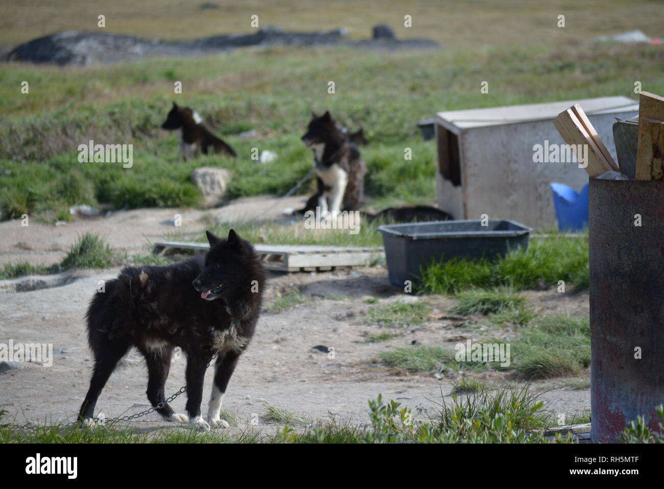 Ilulissat, Greenland - July, chained sled dog / husky are bored in ...