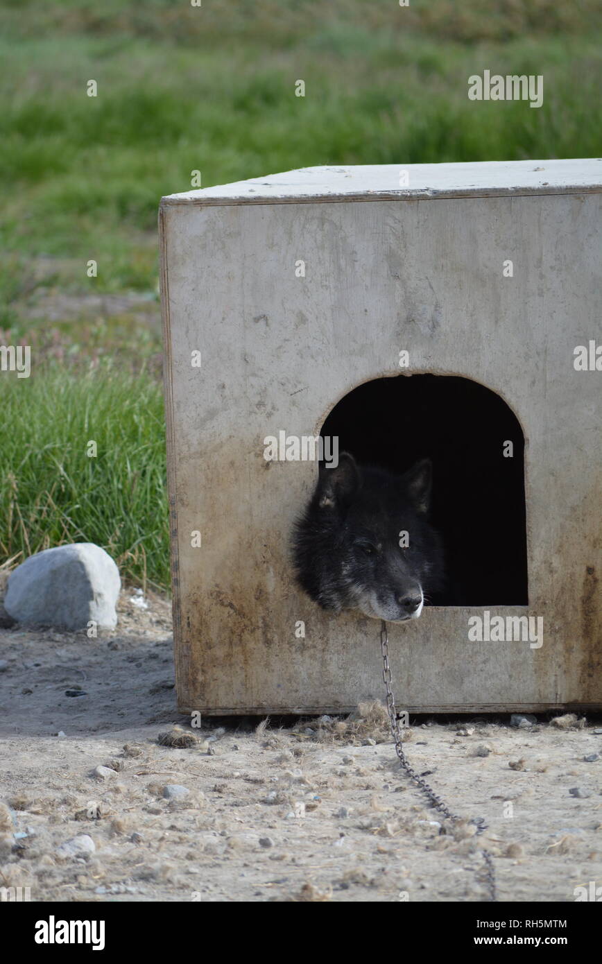 Ilulissat, Greenland - July, chained sled dog / husky are bored in ...