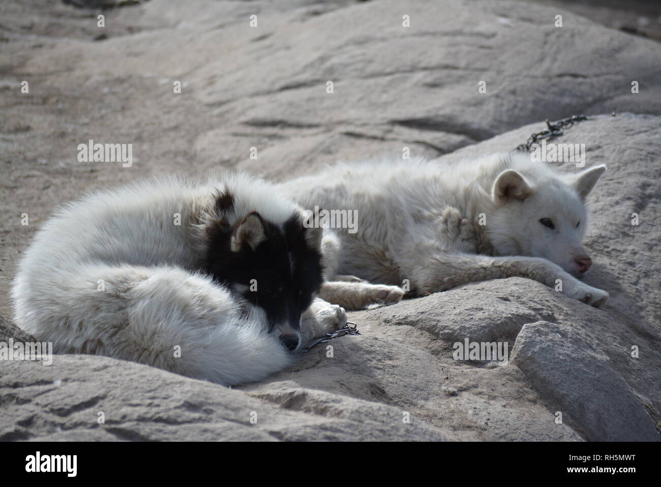 Ilulissat, Greenland - July, chained sled dog / husky are bored in ...