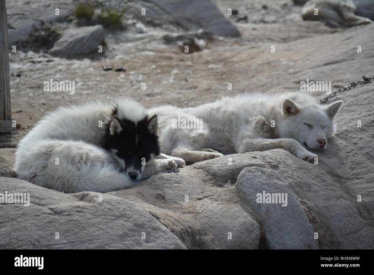 Ilulissat, Greenland - July, chained sled dog / husky are bored in ...