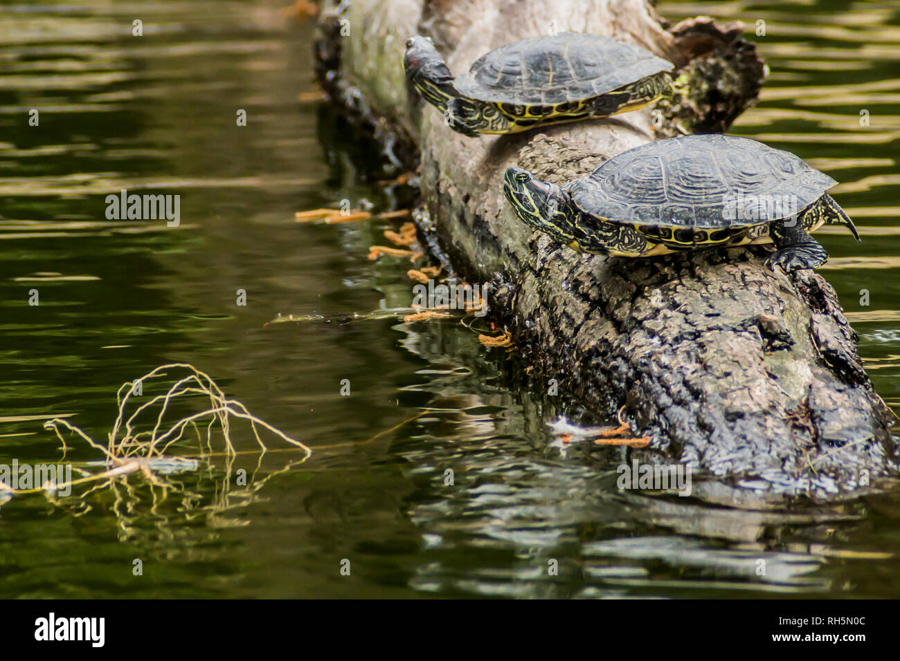 Two turtles on a tree trunk in a lake with calm waters on a wonderful ...