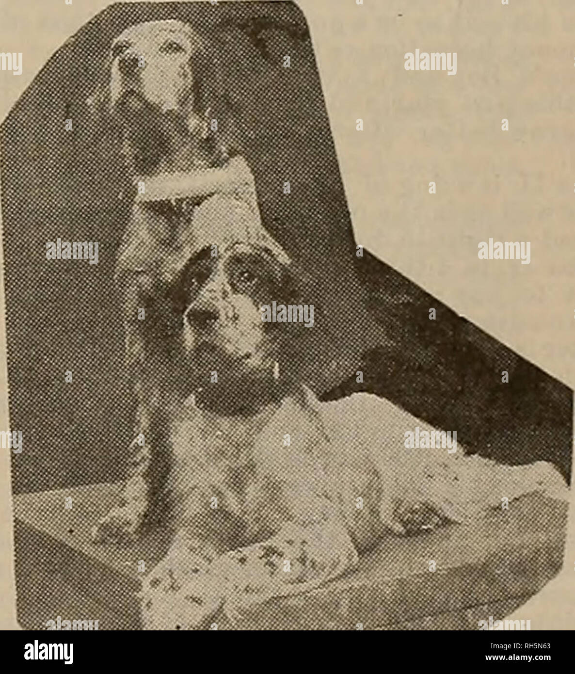 . Breeder and sportsman. Horses. THE GEORGE KETCHAM TROPHY. Mrs. Robert ...