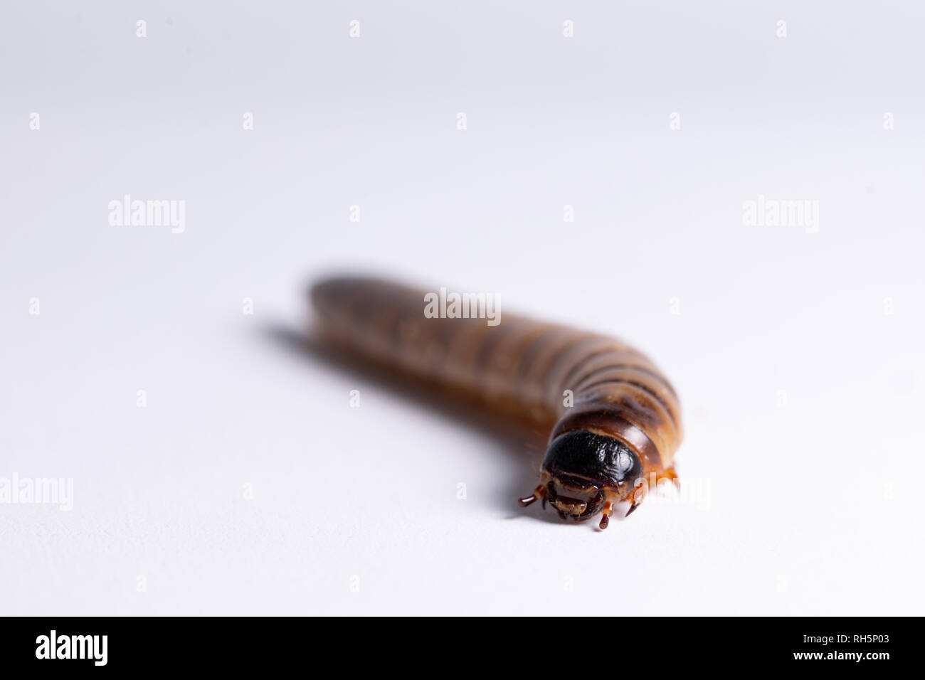 High protein food for reptiles. Large beetle larva in close-up Stock ...