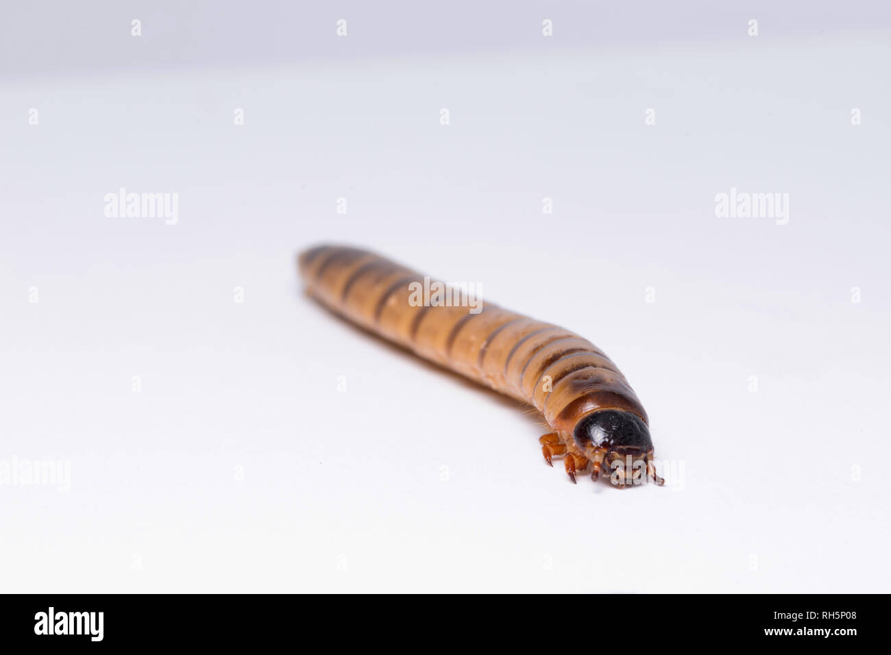 High protein food for reptiles. Large beetle larva in close-up Stock ...