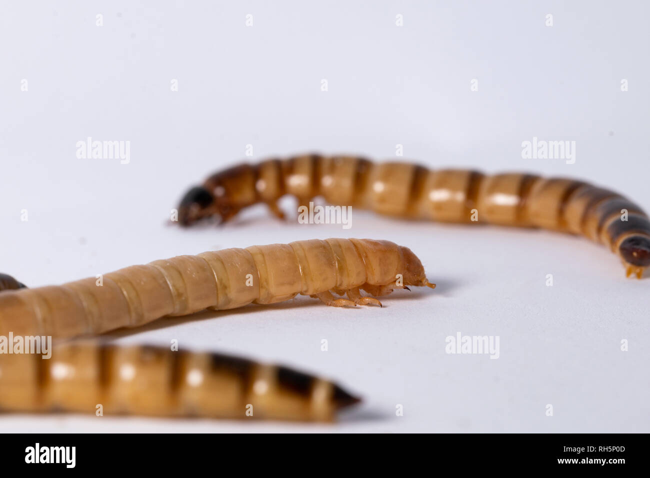 High protein food for reptiles. Large beetle larva in close-up Stock ...