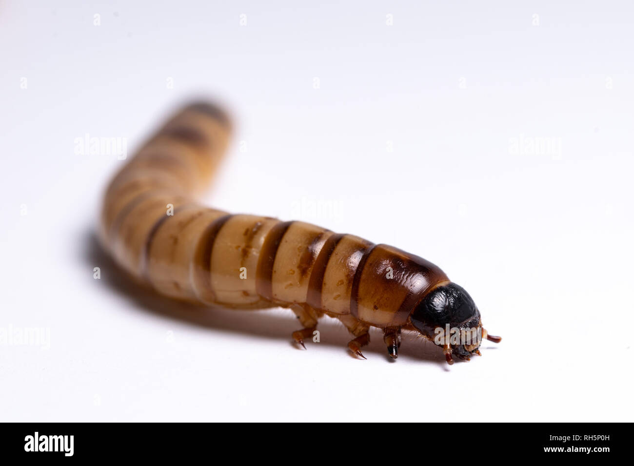 High protein food for reptiles. Large beetle larva in close-up Stock ...