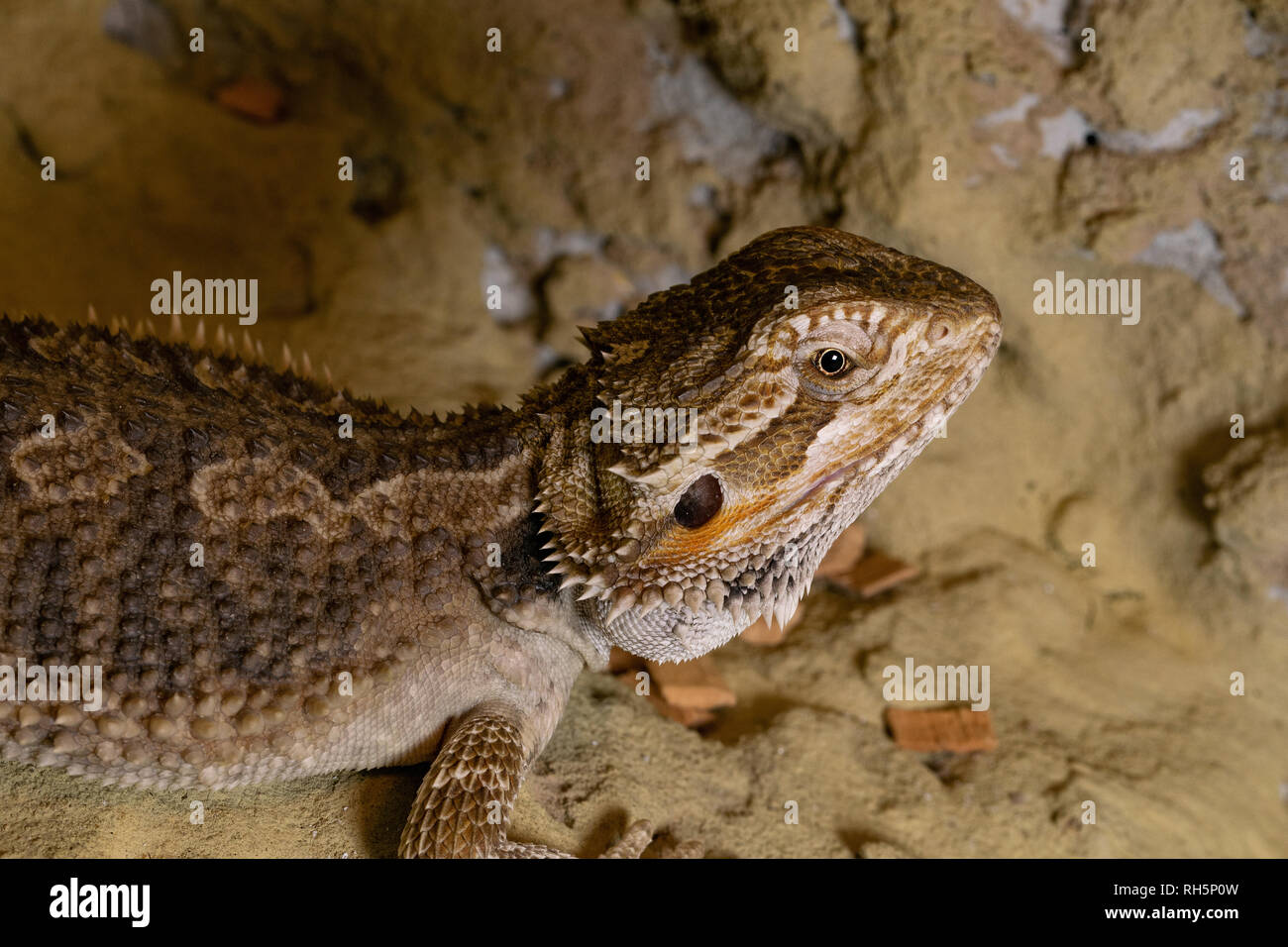 A popular house lizard bred by many novice terrarists Stock Photo - Alamy