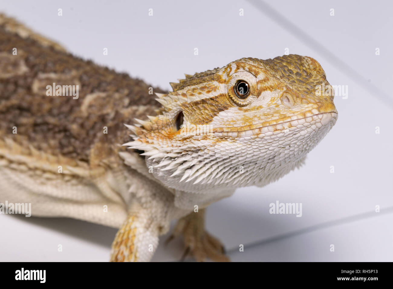 A popular house lizard bred by many novice terrarists Stock Photo - Alamy