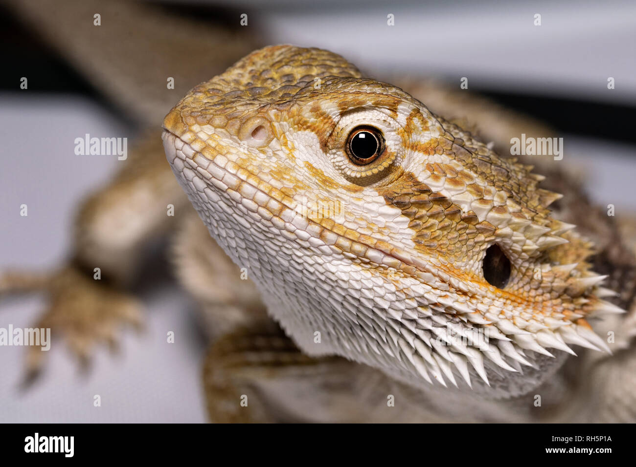 A popular house lizard bred by many novice terrarists Stock Photo - Alamy