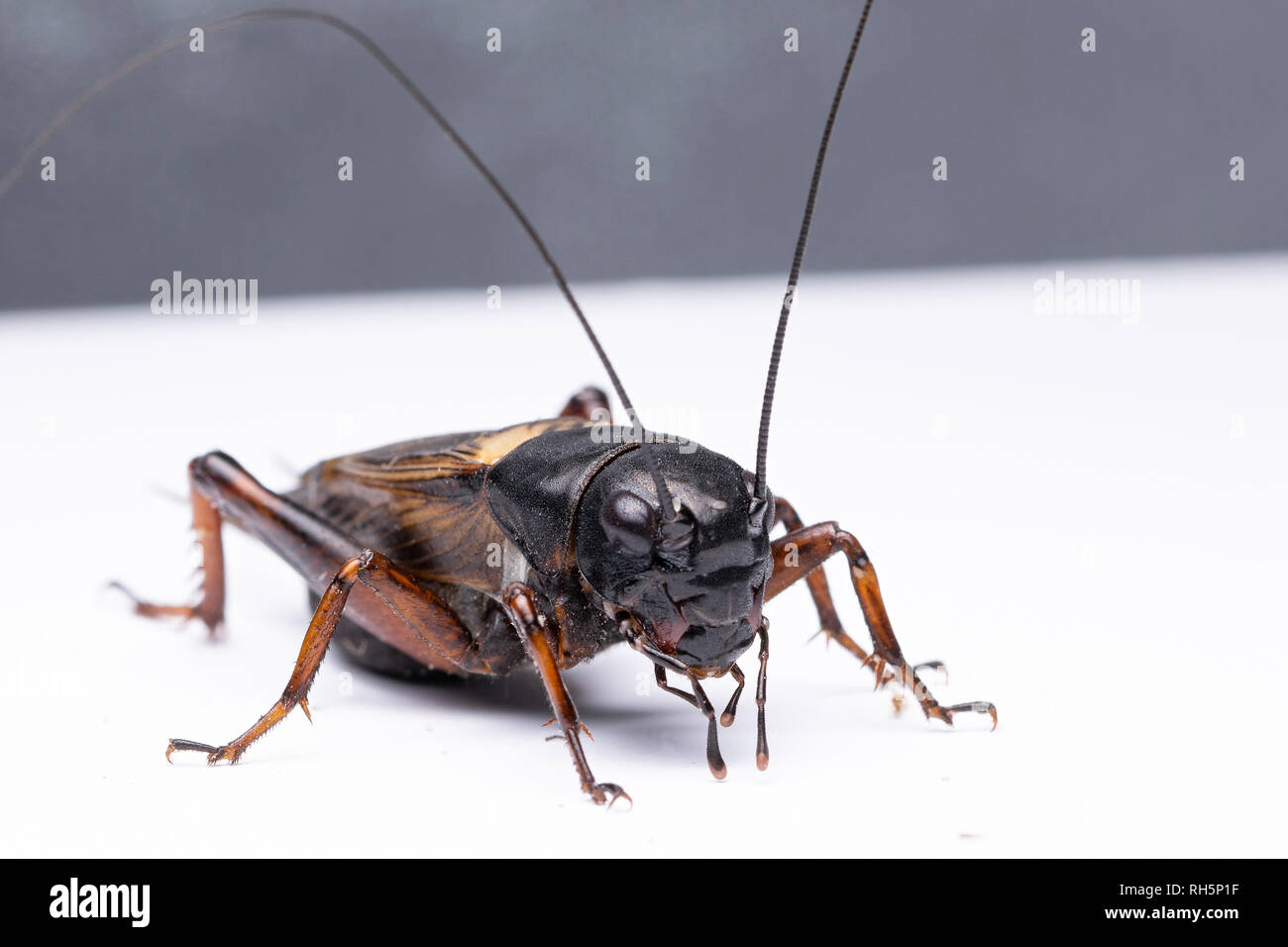 Back view of a grasshopper hi-res stock photography and images - Alamy