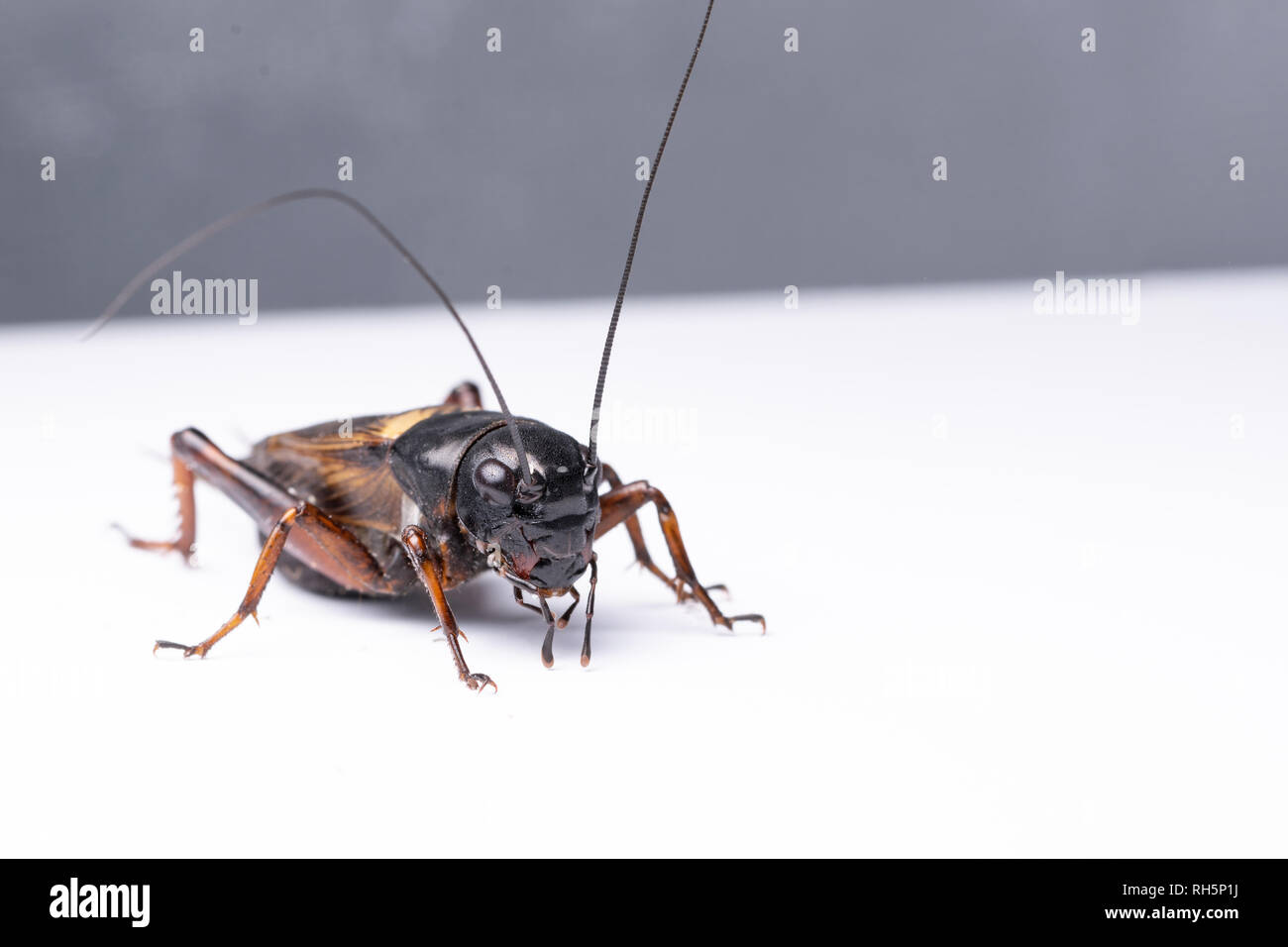 Brazilian cricket in a close-up. Resting insect Stock Photo - Alamy