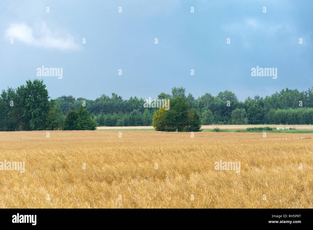Field and blue sky just before the storm Stock Photo - Alamy