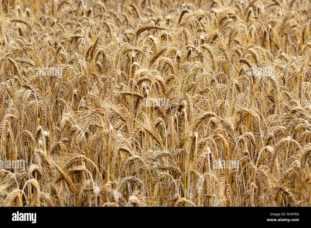 Golden ears of rye growing in the field Stock Photo - Alamy