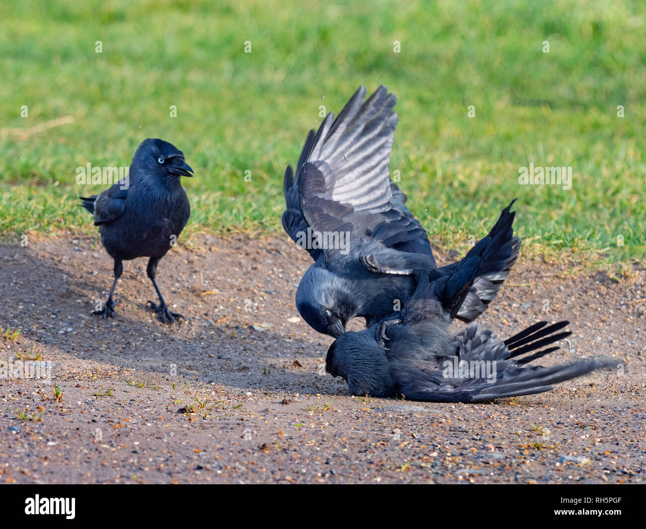 Jackdaws Corvus monedula fighting on farmland Stock Photo - Alamy