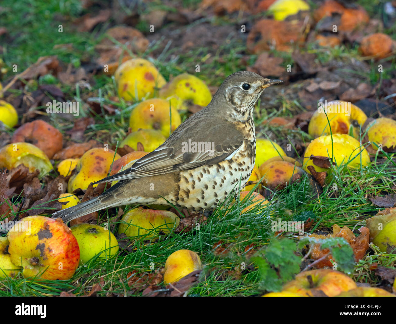 Mistletoe berries thrush hi-res stock photography and images - Alamy