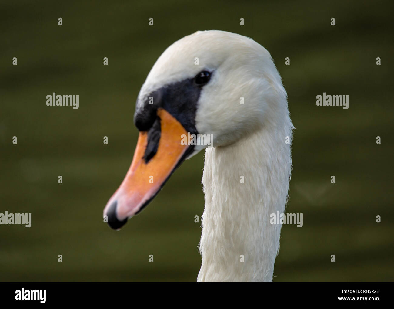 The Swan Neck Stock Photo - Alamy