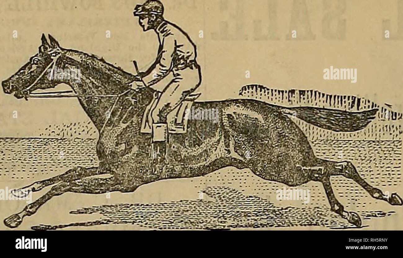 Horses in poor condition hi-res stock photography and images - Alamy