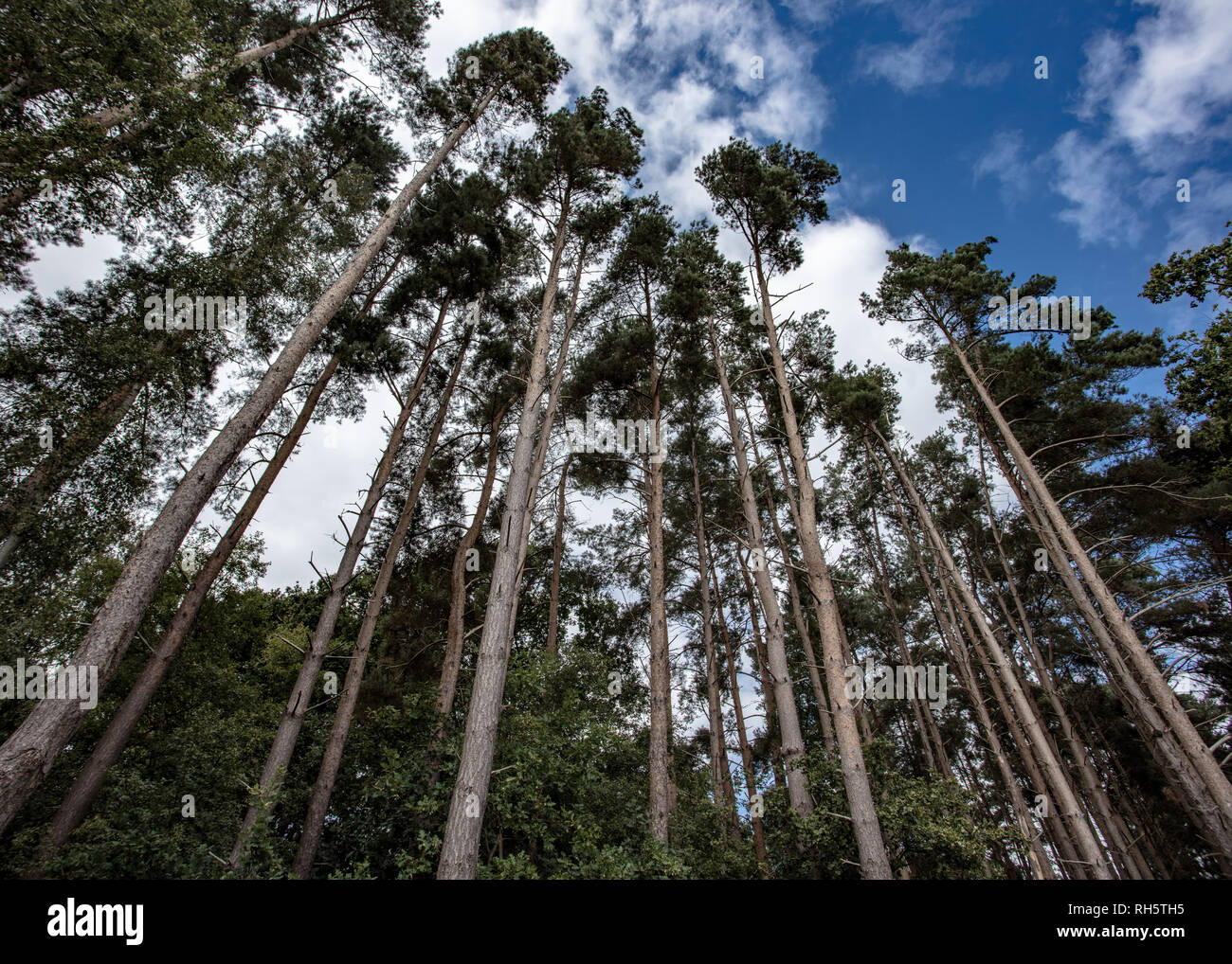 The Tall Pine Trees Stock Photo - Alamy