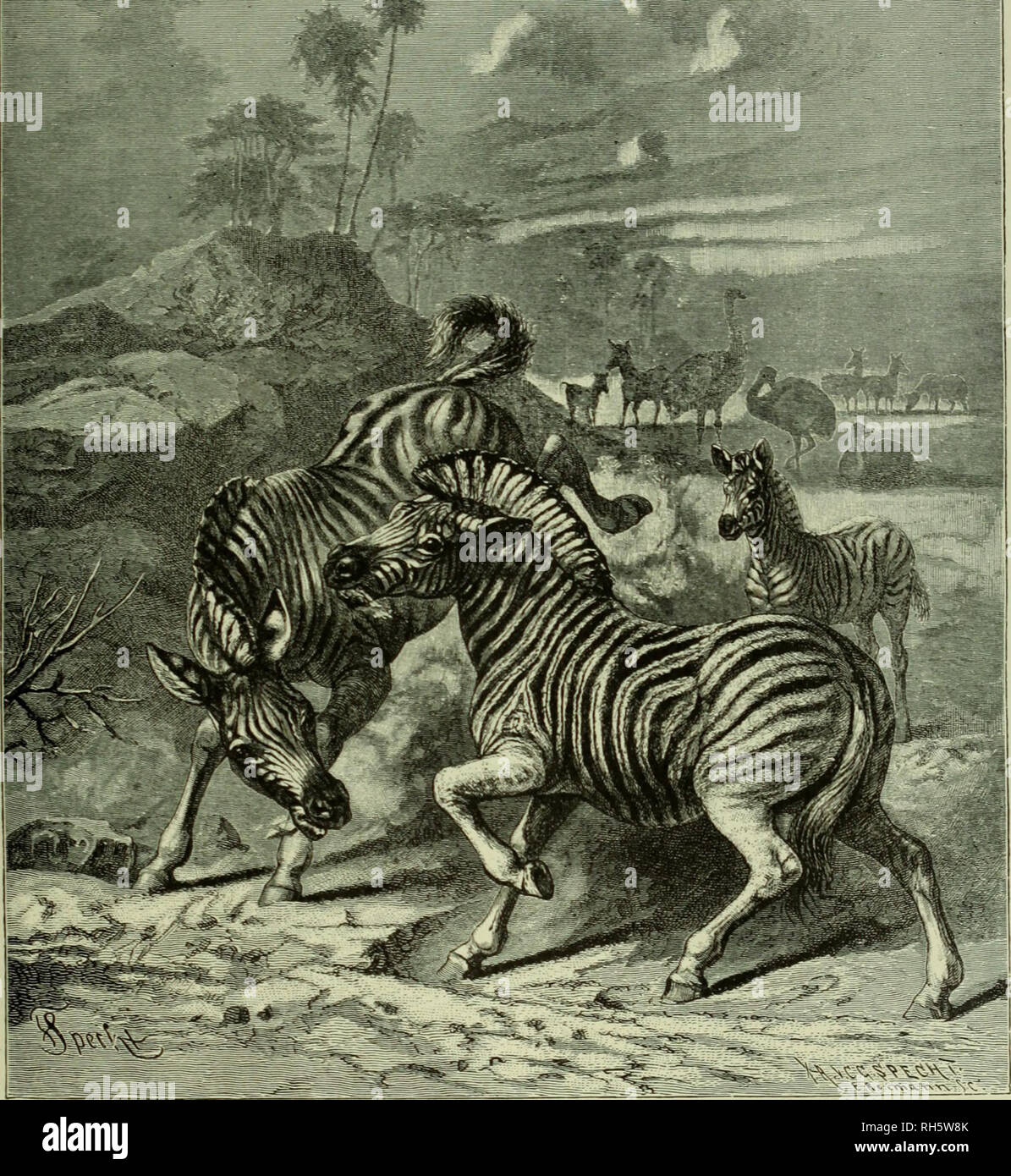 how to draw a real life zebra