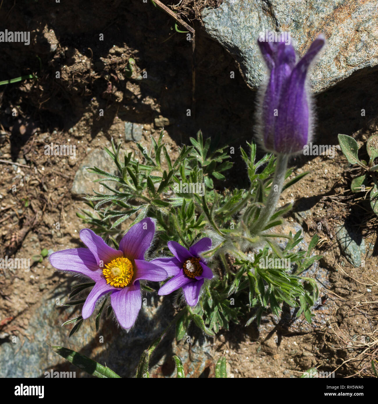 Halleri hi-res stock photography and images - Alamy