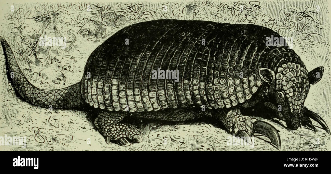 Two armadillos armadillos hi-res stock photography and images - Alamy