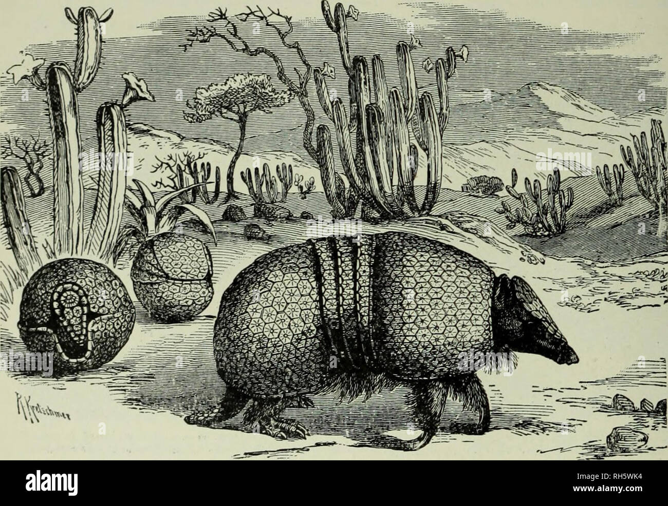 Toothless mammals hi-res stock photography and images - Alamy