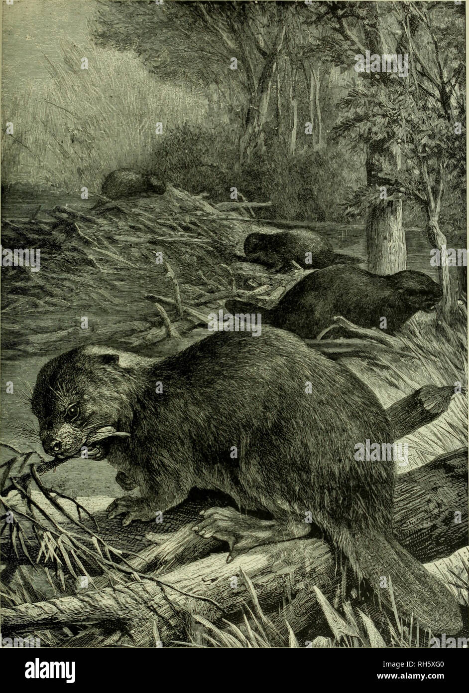 Famous Animals In History