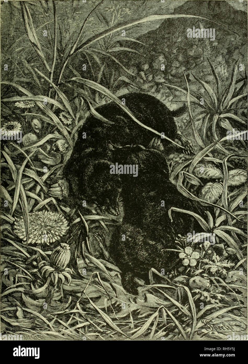 Large forepaws hi-res stock photography and images - Alamy