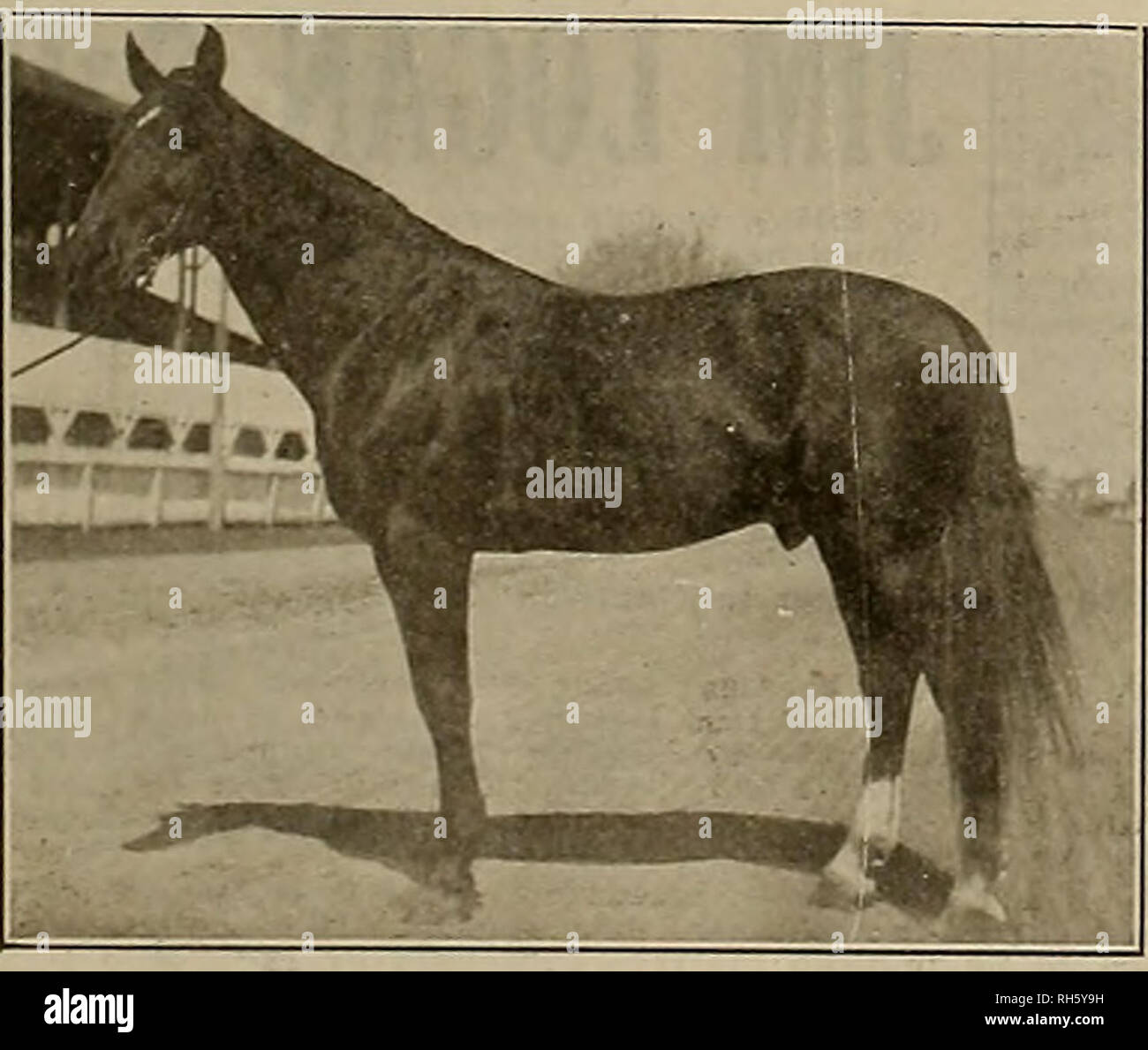 The stallion tw hi-res stock photography and images - Alamy