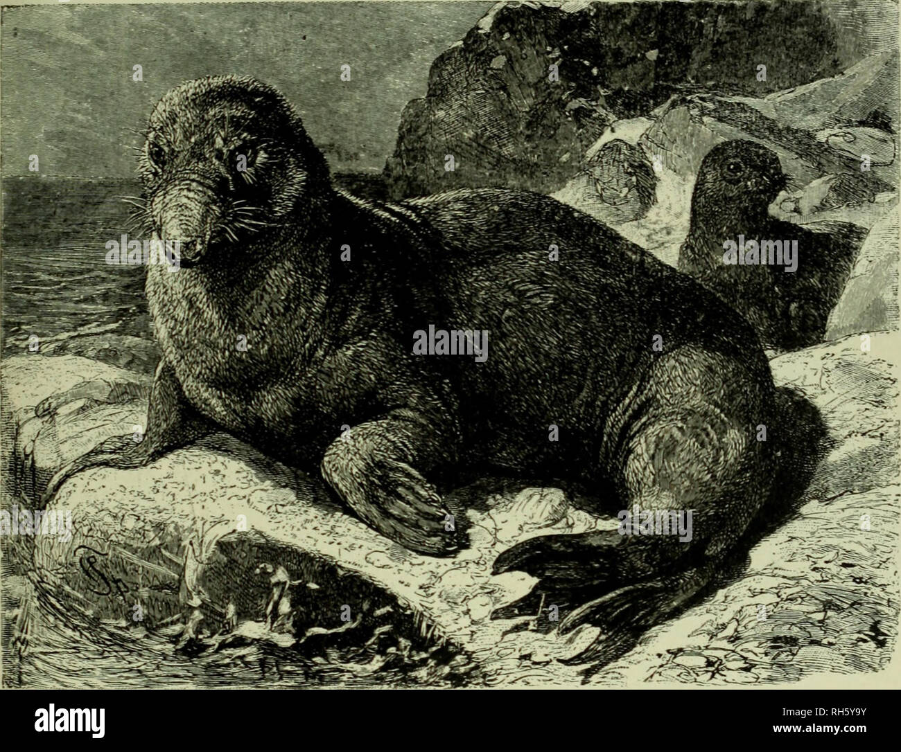 Home to elephant seals hi-res stock photography and images - Alamy