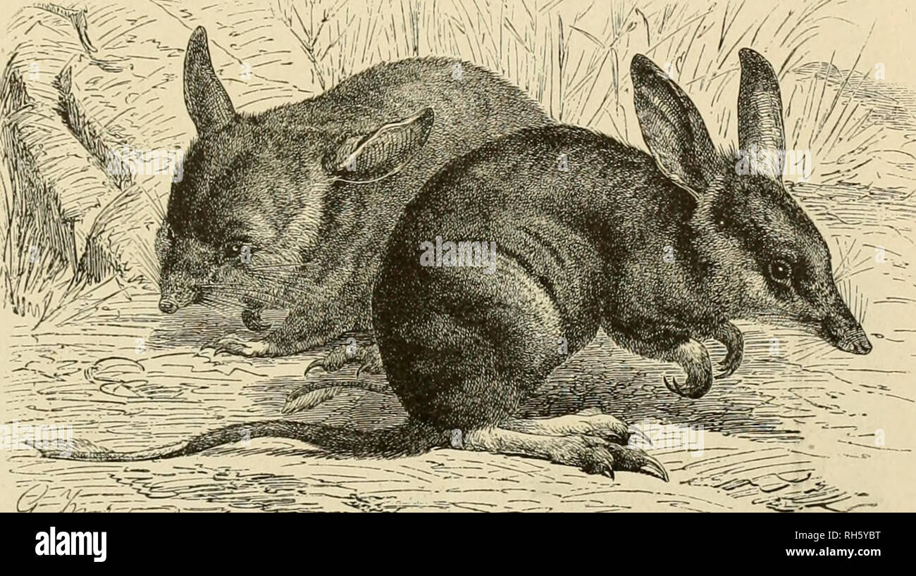 Animal human like behavior hi-res stock photography and images - Alamy