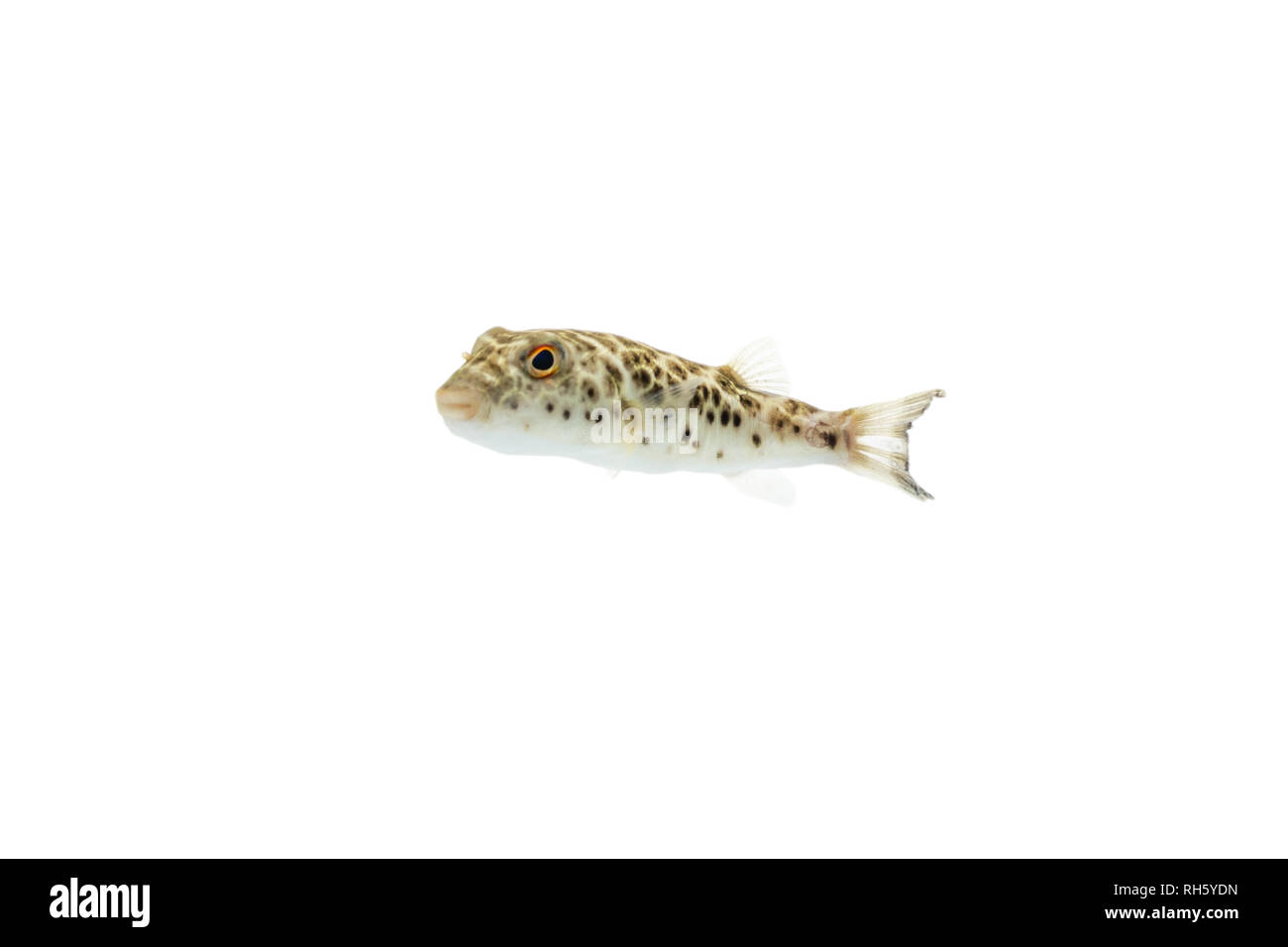 puffer Aquarium Fish isolated on white background Stock Photo - Alamy
