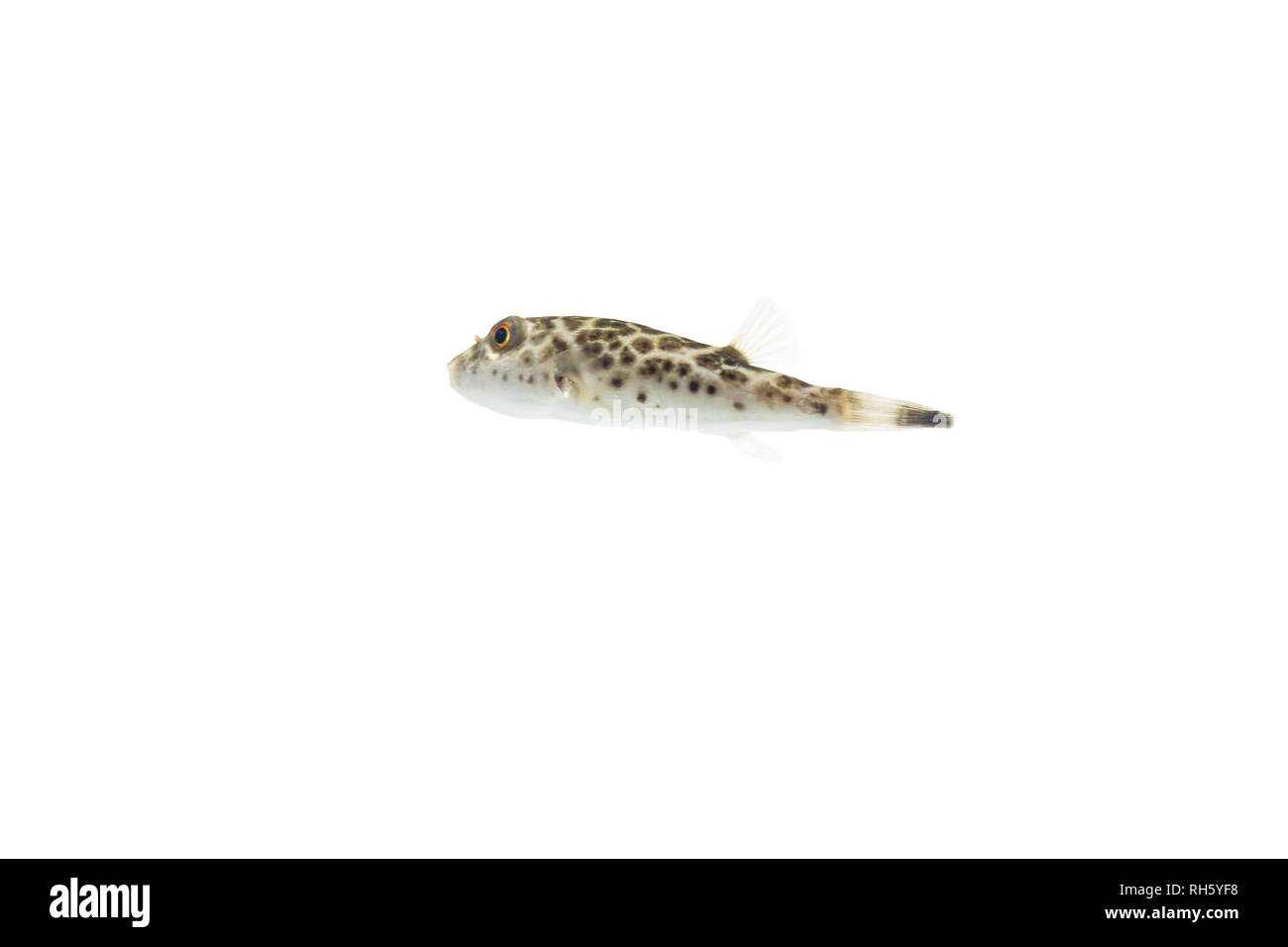 puffer Aquarium Fish isolated on white background Stock Photo - Alamy