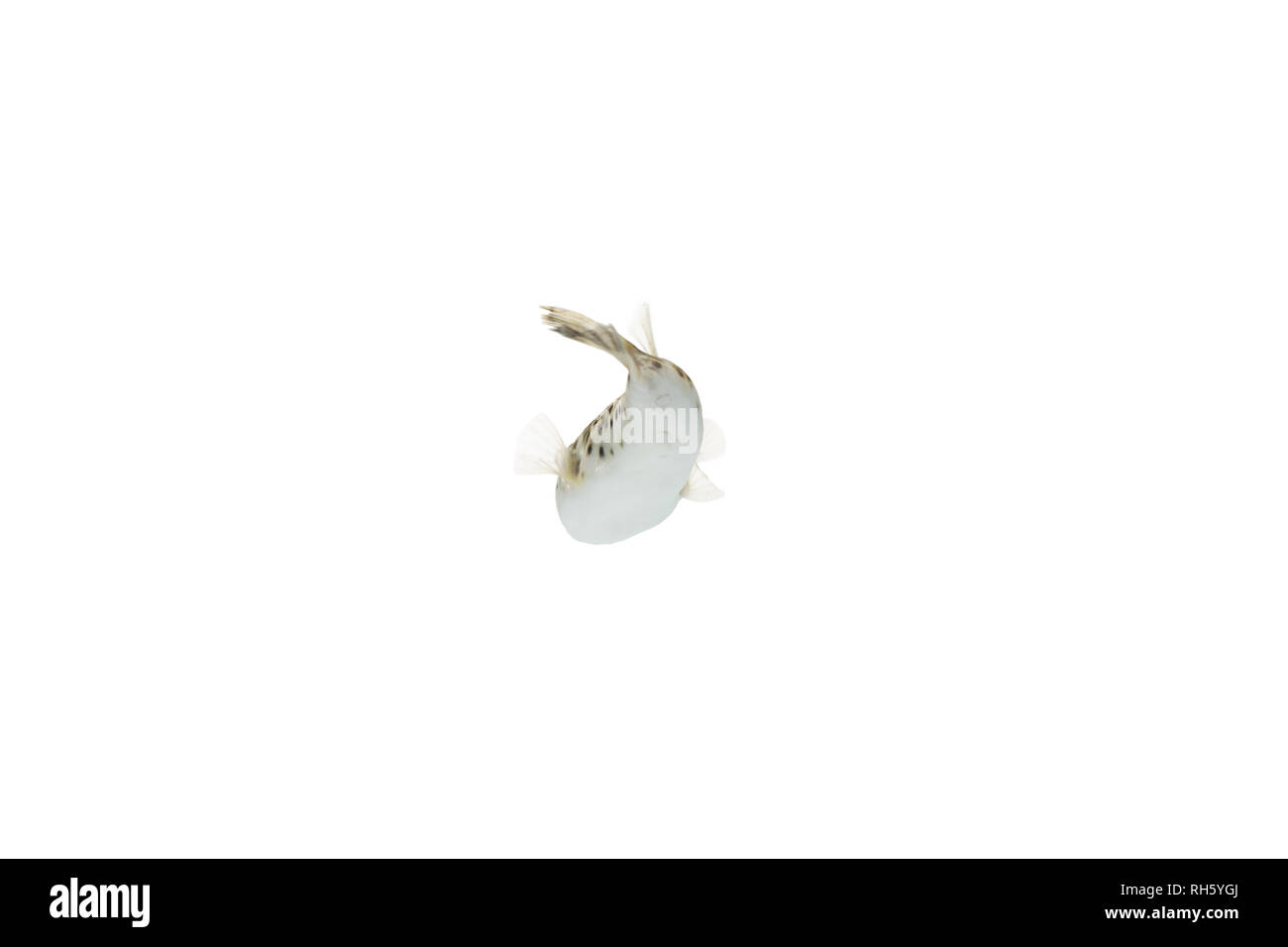 puffer Aquarium Fish isolated on white background Stock Photo - Alamy