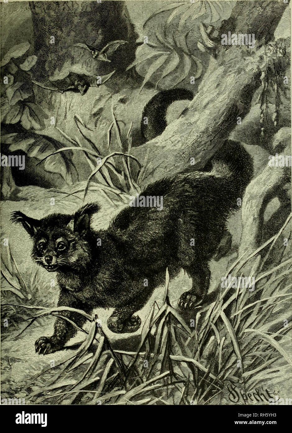 Retractile claws cat hi-res stock photography and images - Alamy