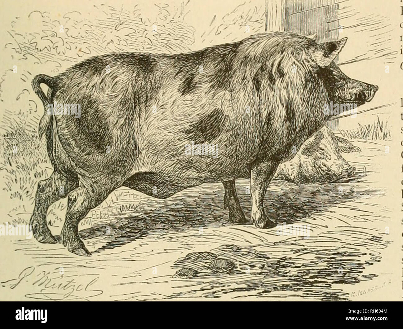 Animal squealing hi-res stock photography and images - Alamy