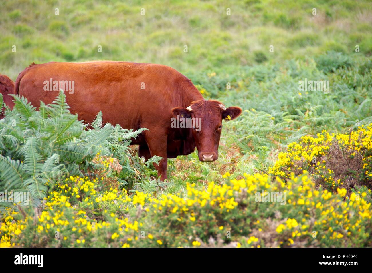 Devon Red Ruby Cows (Bos taurus) Grazing on Upland Heath by Wistmans ...