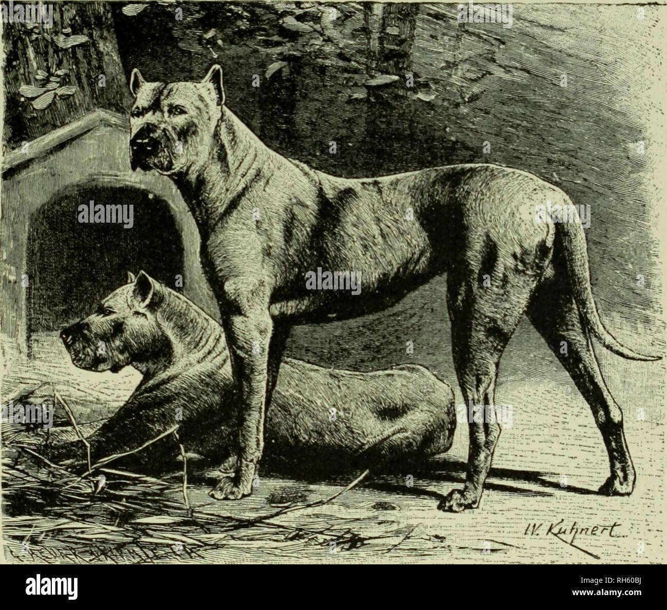 First mammals on earth hi-res stock photography and images - Alamy