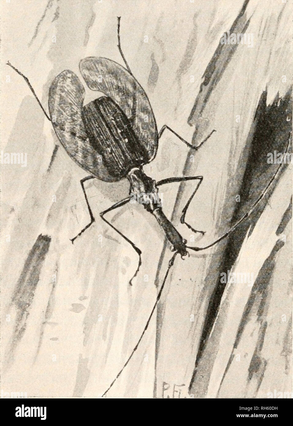 Procerus gigas hi-res stock photography and images - Alamy